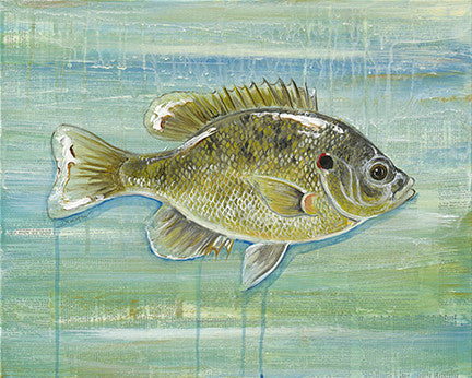 Red Ear Sunfish – JenSunArt